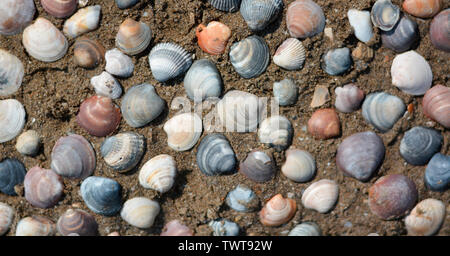 Muscheln am Strand von Riccione nach einem Sturm, Emilia-Romagna ...