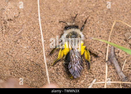 Single Erde bee Männchen mit gelben Pollen auf den Boden, Deutschland ...