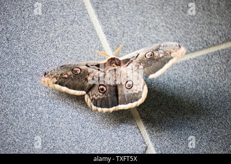 Die größte europäische Nachtfalter, die riesigen Peacock Motte ...