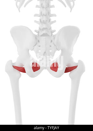 medizinische genaue Darstellung der Obturator externus Stockfotografie ...