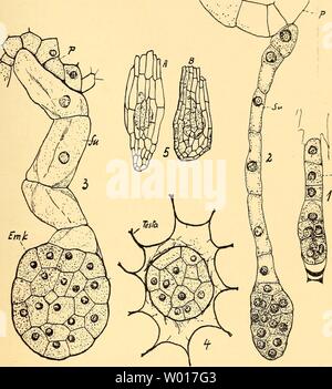 . Die Entwicklung der generativen Organe von Himanto - glossum hircinum ...