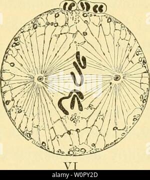 . Der Mensch, Sein Ursprung und seine Entwicklung, in gemeinverständlicher Darstellung. Menschen ...