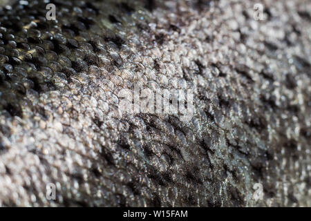 Hintergrund der Fischhaut mit Skalen Stockfoto, Bild: 78302226 - Alamy