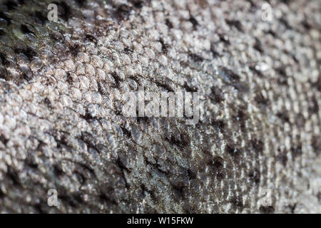 Hintergrund der Fischhaut mit Skalen Stockfoto, Bild: 78302226 - Alamy