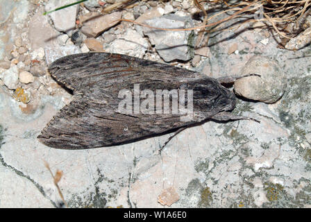 Convolvulus Hawk-moth, Windenschwärmer Agrius convulvuli ...