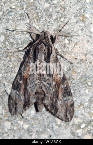 Convolvulus Hawk-moth, Windenschwärmer Agrius convulvuli ...