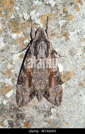 Convolvulus Hawk-moth, Windenschwärmer Agrius convulvuli ...