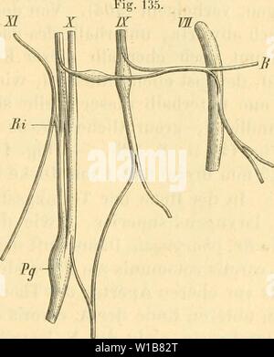 . Die Anatomie des Kaninschens in topographischer und operativer ...