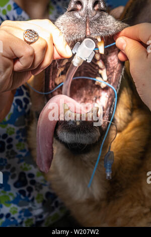 Endotracheale Intubation in ein Narkosemittel Hund vor einer Operation ...