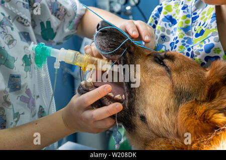 Endotracheale Intubation in ein Narkosemittel Hund vor einer Operation ...