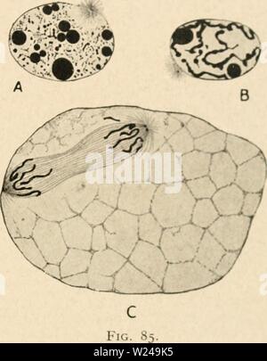 Zeichnung der Mitose in Zellen Stockfotografie - Alamy