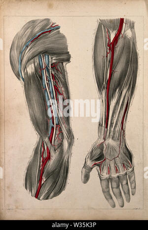 Anatomiedarstellung der menschlichen Schultermuskulatur Stockfotografie - Alamy