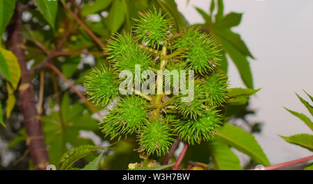 Frucht des Wunderbaumes 'Ricinus Communis ""Rizinuspflanze"Pflanzen ...