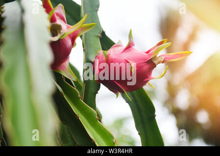 Drachenfrucht Pitaya, am Baum Stockfoto, Bild: 219118774 - Alamy