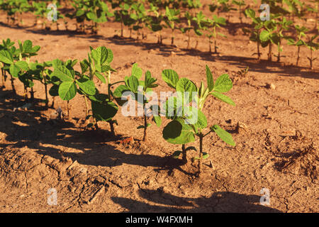 Soja Plantage Zeilen im Feld, der ökologische Landbau von Glycine max ...
