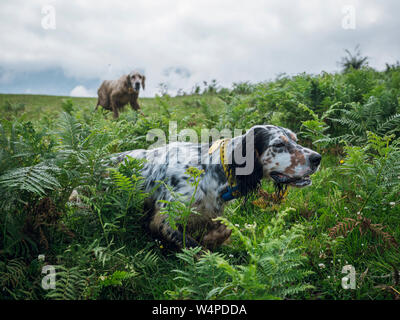 English Setter Jagd mit einem anderen Hund herablassend Stockfotografie ...