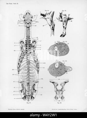 Kuh Anatomie dorsal Skelett Stockfotografie - Alamy