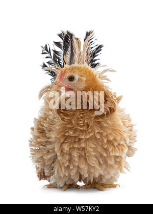 Schwarze Chabo Hühner im Studio auf cremefarbenen Hintergrund Stockfoto ...