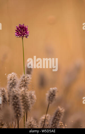 Blumen blühen im israel galiläa Stockfotografie - Alamy