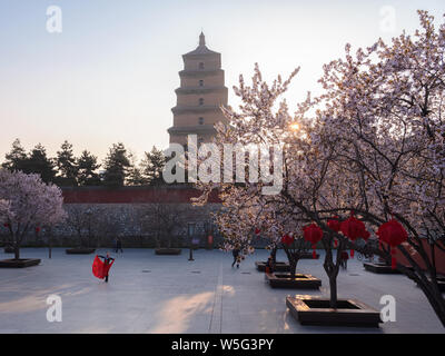 Die riesigen Wildgans-pagode wird von Prunus cerasus in voller Blüte in ...
