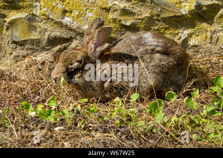 Wilde Kaninchen mit Myxomatose, UK Stockfoto, Bild: 71668287 - Alamy