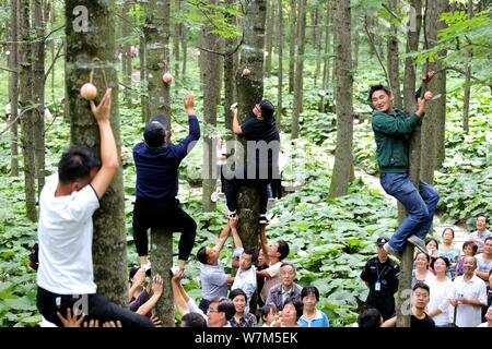 Chinesische Bürger konkurrieren in einem Baum klettern Konkurrenz an ...