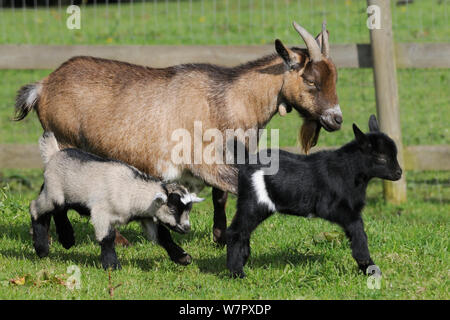 Zwei junge Hausziegen, Kinder vor weißem Hintergrund Stockfotografie ...