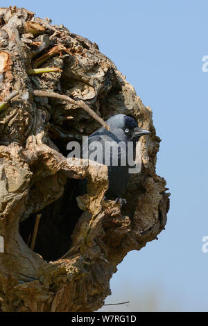Dohle (Corvus Monedula), Nester der Dohle in einer Tre Stockfotografie ...