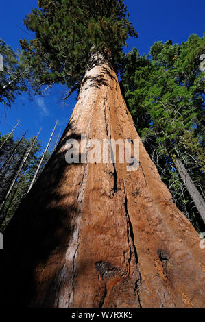 Mammutbaum, Giant Redwood (Sequoiadendron Giganteum), Bäume Im Giant ...