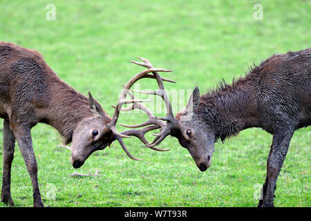 Rothirsch (Cervus Elaphus), Hirsche kämpfen, Deutschland, Europa ...