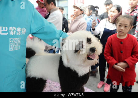 Ein Bichon Frise getarnt als ein riesiger Panda in Dalian zu sehen ist ...