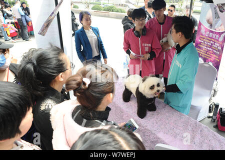 Ein Bichon Frise getarnt als ein riesiger Panda in Dalian zu sehen ist ...