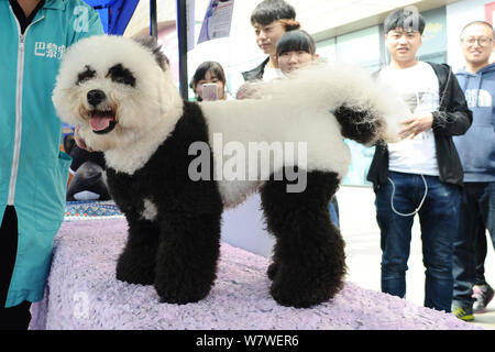 Ein Bichon Frise getarnt als ein riesiger Panda in Dalian zu sehen ist ...