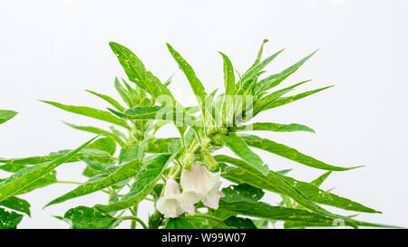 Sesam (Sesamum Indicum) Blume Stockfoto, Bild: 2546601 - Alamy