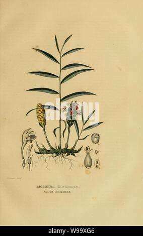 . Wörterbuch classique des sciences naturelles: présentant La ...