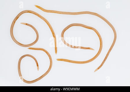 Hundespulwurm, Hunde-Spulwurm, Spulwurm, Spulwürmer, adulte Polytropos ...