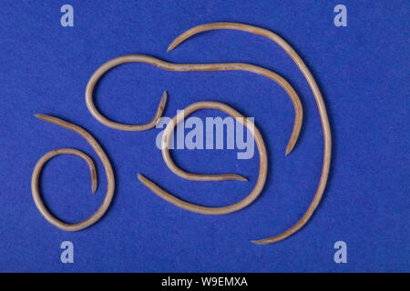 Hundespulwurm, Hunde-Spulwurm, Spulwurm, Spulwürmer, adulte Polytropos ...