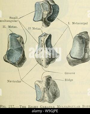 . Cunninghams Lehrbuch der Anatomie. Anatomie. 254 OSTEOLOGIE. Erst ...