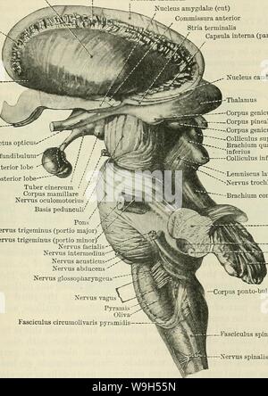 . Cunninghams Lehrbuch der Anatomie. Anatomie. 616 Die NEEVOUS SYSTEM ...