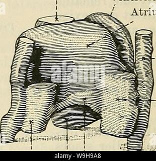 . Cunninghams Lehrbuch der Anatomie. Anatomie. 828 Die OKGANS SINN. Im ...