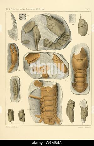 "Die Crustaceen der Böhmischen Kreideformation" ist eine detaillierte ...