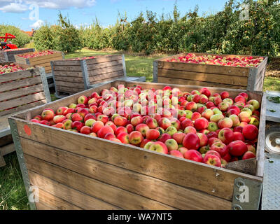 Kisten oder Kartons mit frisch gepflückt Äpfel bereit für Versand und ...