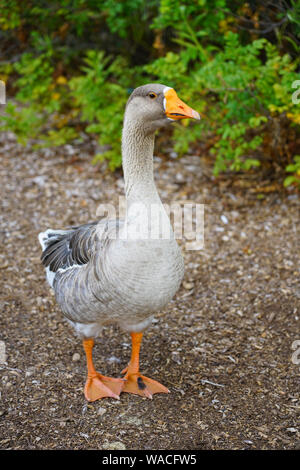 Blick auf einen grauen Hausgans mit orangefarbenen Schnabel auf der ...