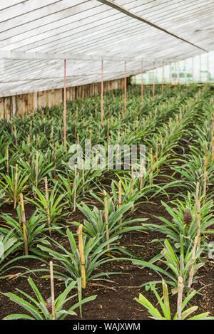 Ananas Plantage, Gewächshaus, Sao Miguel, Azoren Inseln, einzigartig ...