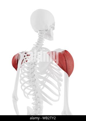 Der Musculus deltoideus Computer Artwork Stockfotografie - Alamy