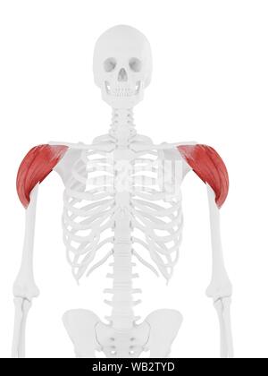 Der Musculus deltoideus Computer Artwork Stockfoto, Bild: 69879387 - Alamy