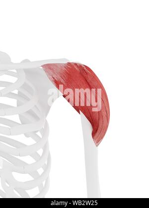 Der Musculus deltoideus Computer Artwork Stockfoto, Bild: 69879387 - Alamy