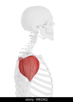Der Musculus deltoideus Computer Artwork Stockfoto, Bild: 69879387 - Alamy