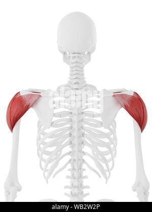 Der Musculus deltoideus Computer Artwork Stockfoto, Bild: 69879387 - Alamy