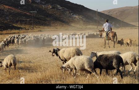 Hirte mit Hund und Schafherde Stockfoto, Bild: 2118437 - Alamy